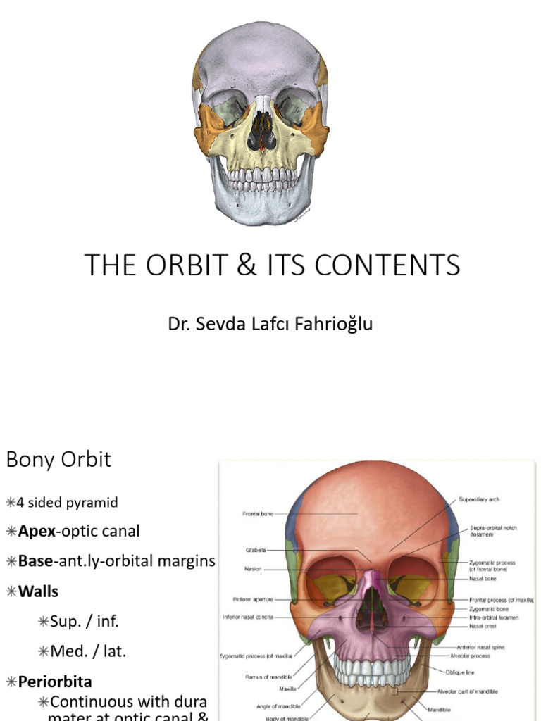Anatomy of the Orbit and Its Contents | PDF | Human Head And Neck ...