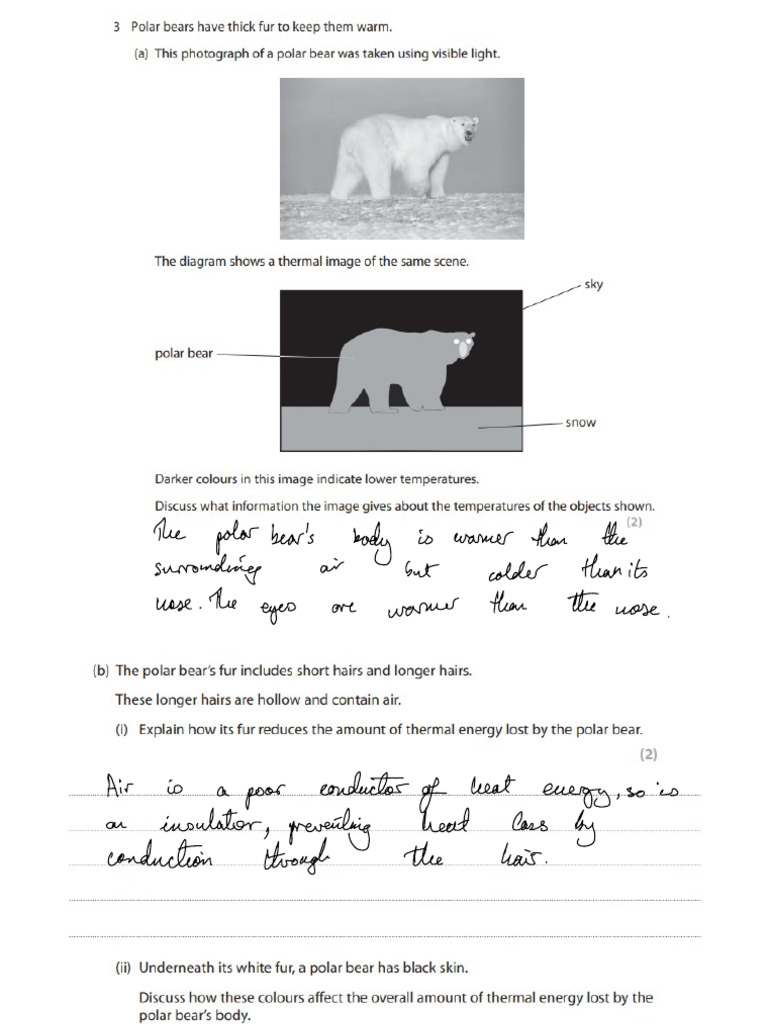 Polar Bear Energy Physics Thermal Energy | PDF