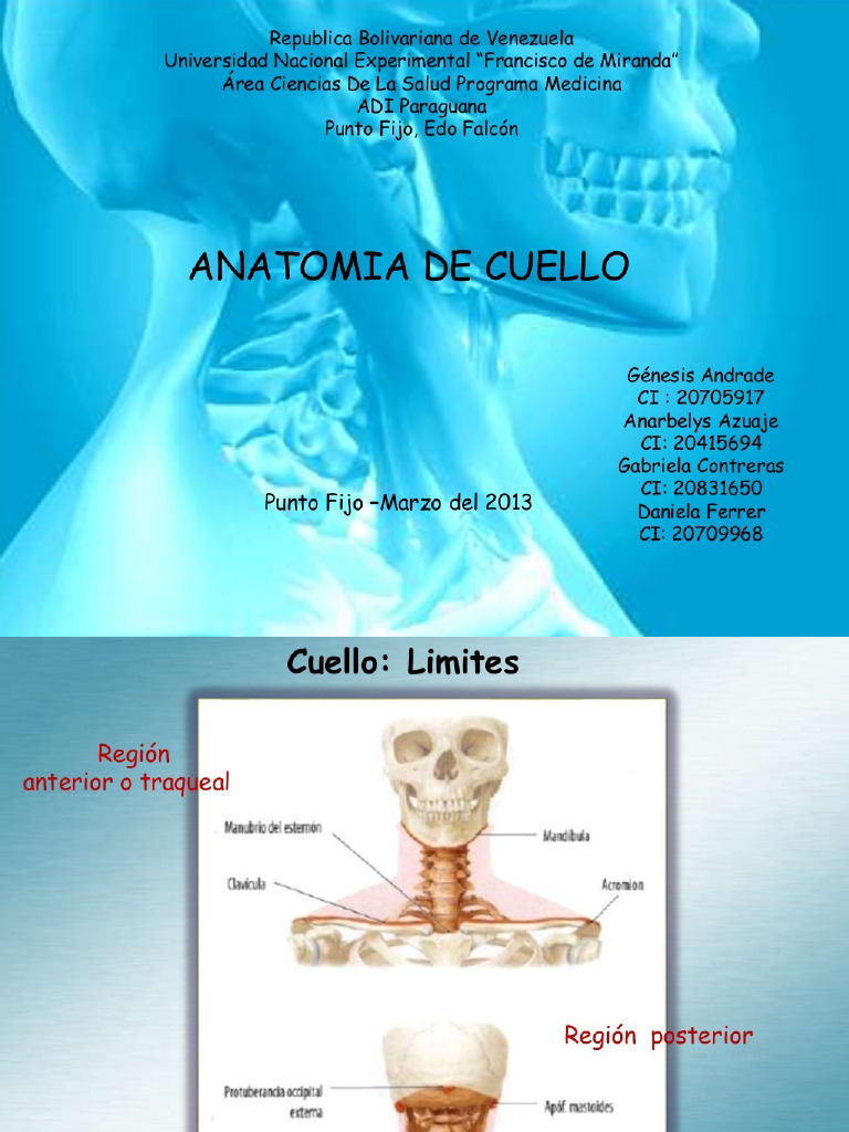 PDF Anatomia Del Cuello - Compress - 2 | PDF