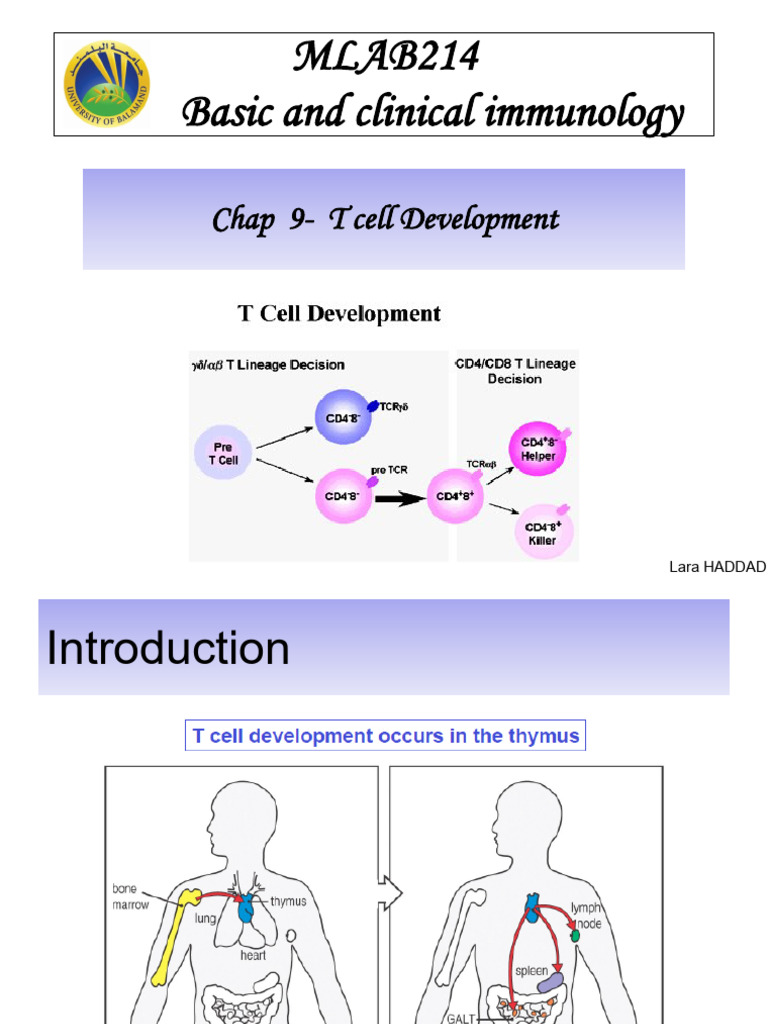 Chap 9 - T Cell Development | PDF | T Cell | Thymus