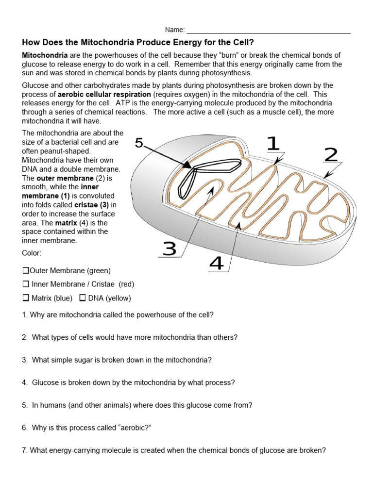 BIO02 Mitochondria-Worksheet | PDF | Metabolism | Biochemistry