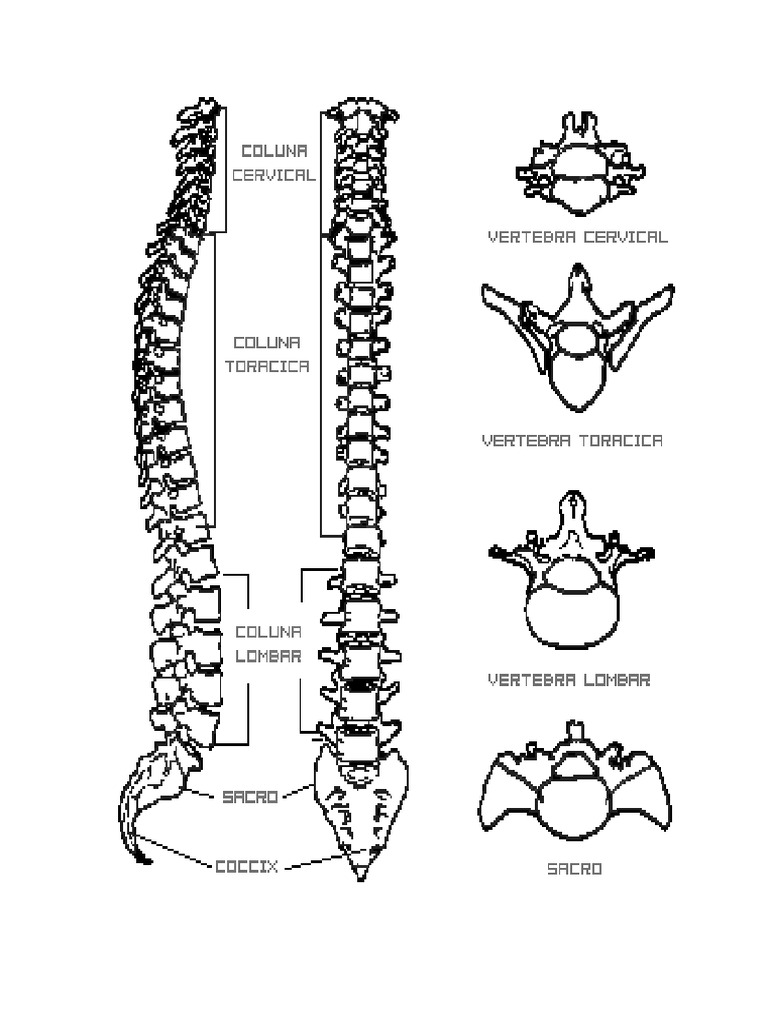 coluna vertebral 1 colorir | PDF