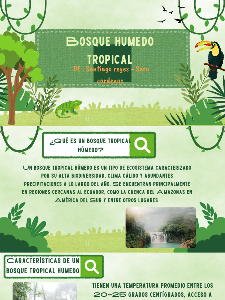 Características del bosque tropical húmedo | PDF