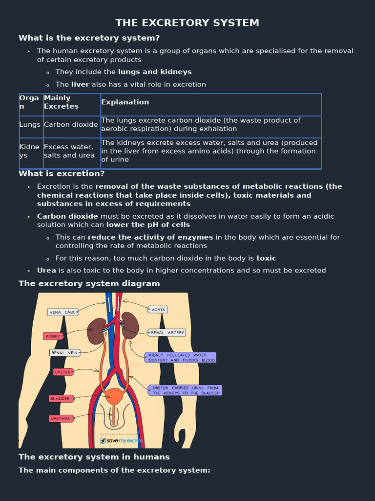 The Excretory System | PDF