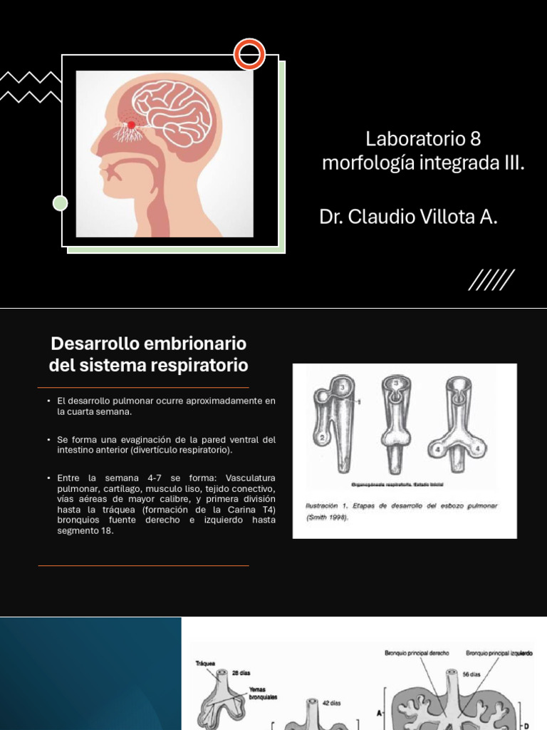 Lab 8 CV | PDF | Sistema respiratorio | Epitelio