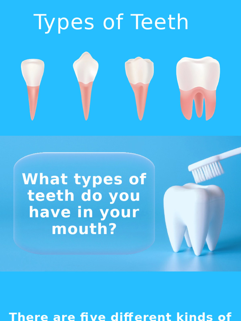 Types of Teeth | PDF