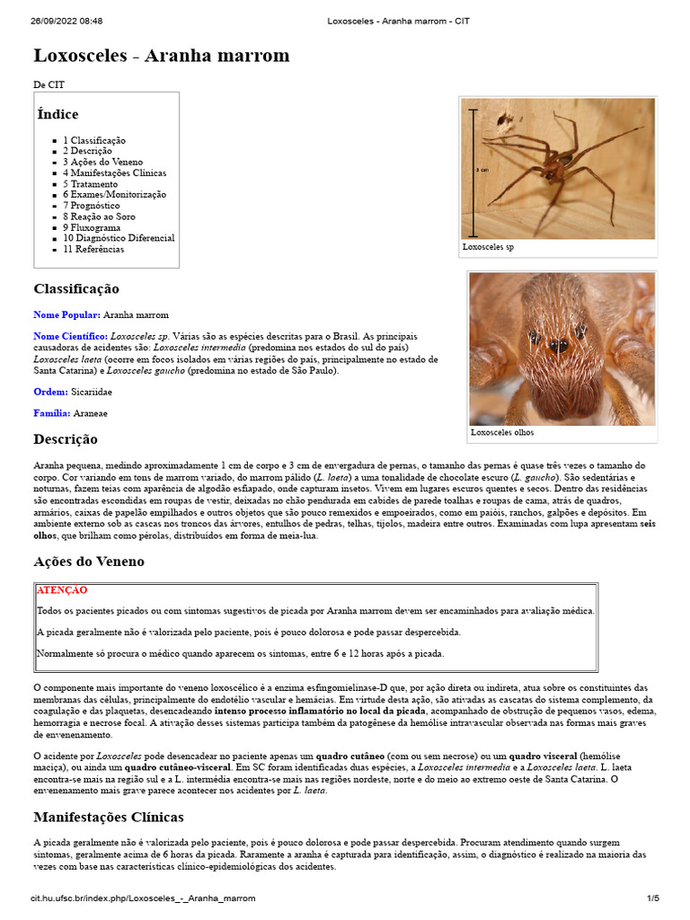 Loxosceles Aranha Marrom CIATox SC 2022 | PDF | Aranha | Especialidades ...