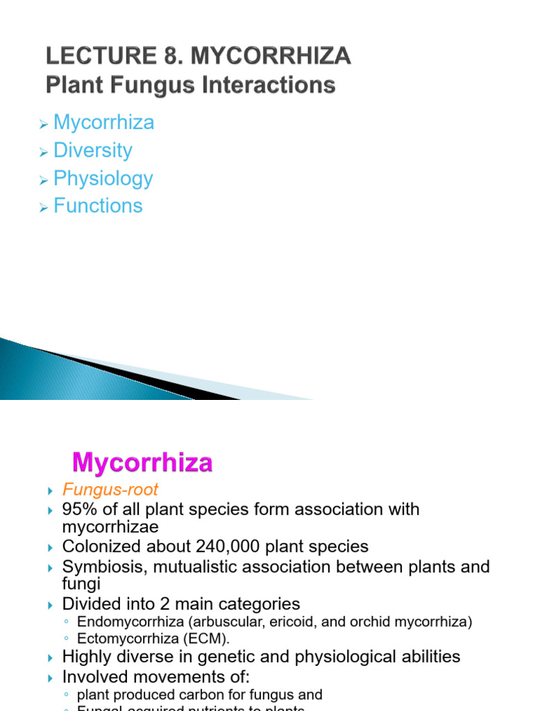 Mycorrhiza: Types and Functions Explained | PDF | Fungus | Botany