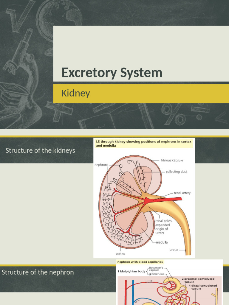 Excretory System - Kidneys | PDF
