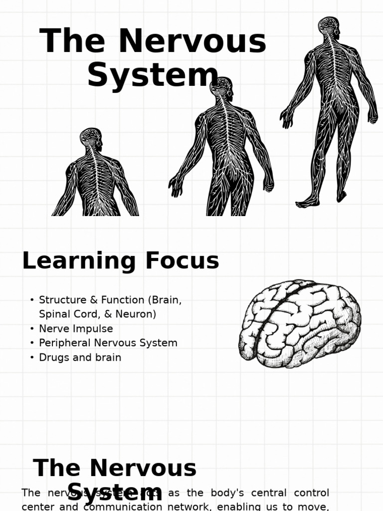 Nervous System Overview for Grade 8 | PDF | Neuron | Nervous System