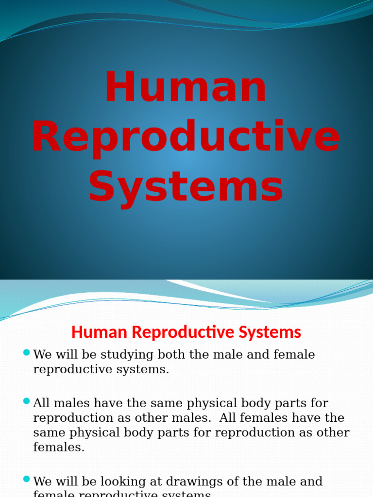 Human Reproductive Systems PowerPoint | PDF | Human Reproduction ...