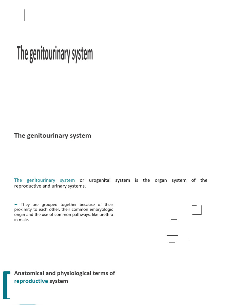 Termo Lec 9 Genitourinary System | PDF | Kidney | Animal Anatomy
