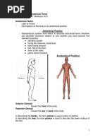 Topographic Anatomy Overview | PDF | Anatomical Terms Of Motion ...
