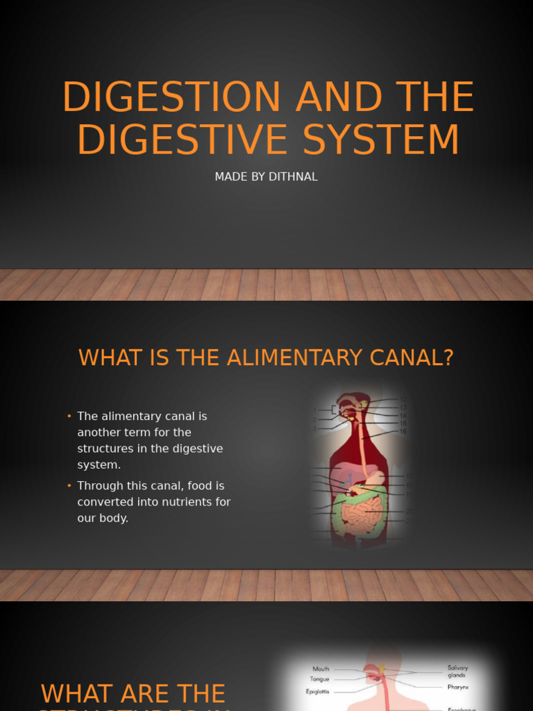 Digestion and The Digestive System - Bio Assessment 2 | PDF | Digestion ...