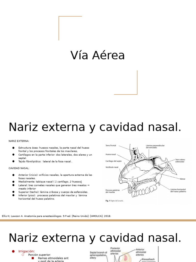 Vía Aerea | PDF | Nariz humana | Laringe