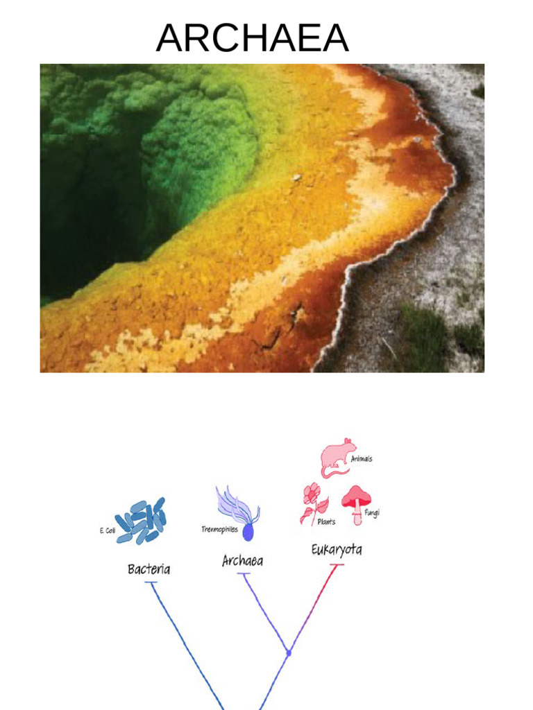 Overview of Archaea Characteristics | PDF