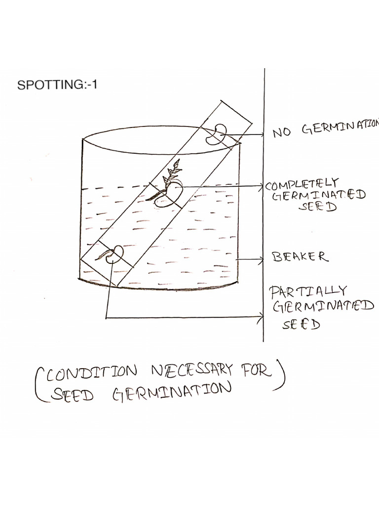 Diagrams of Botany Spotting Experiment - BSR Mam | PDF