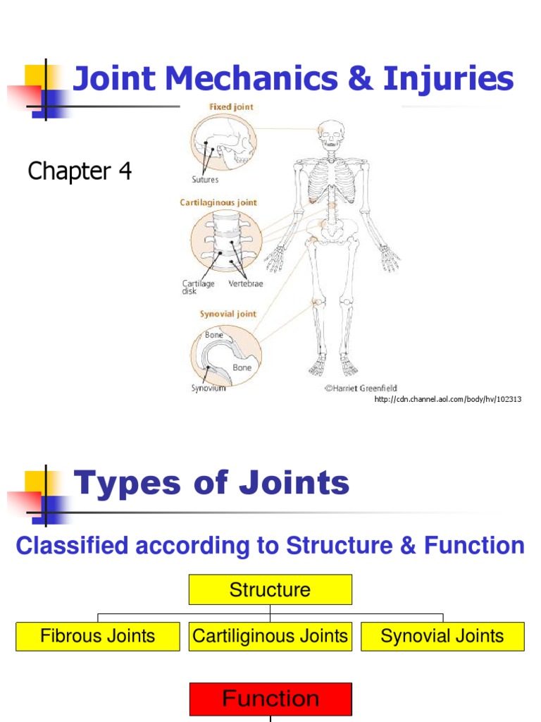 Understanding Joint Types and Injuries | PDF