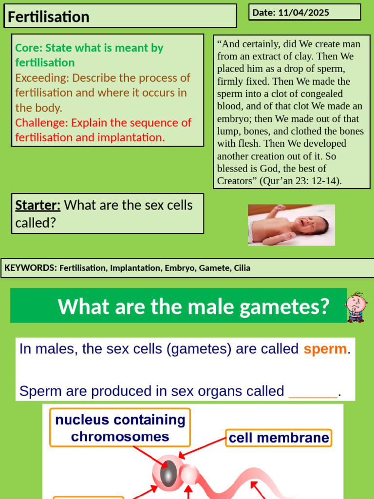 T2Y9W9L3 (BIOLOGY) Fertilisation | PDF | Fertilisation | Sex