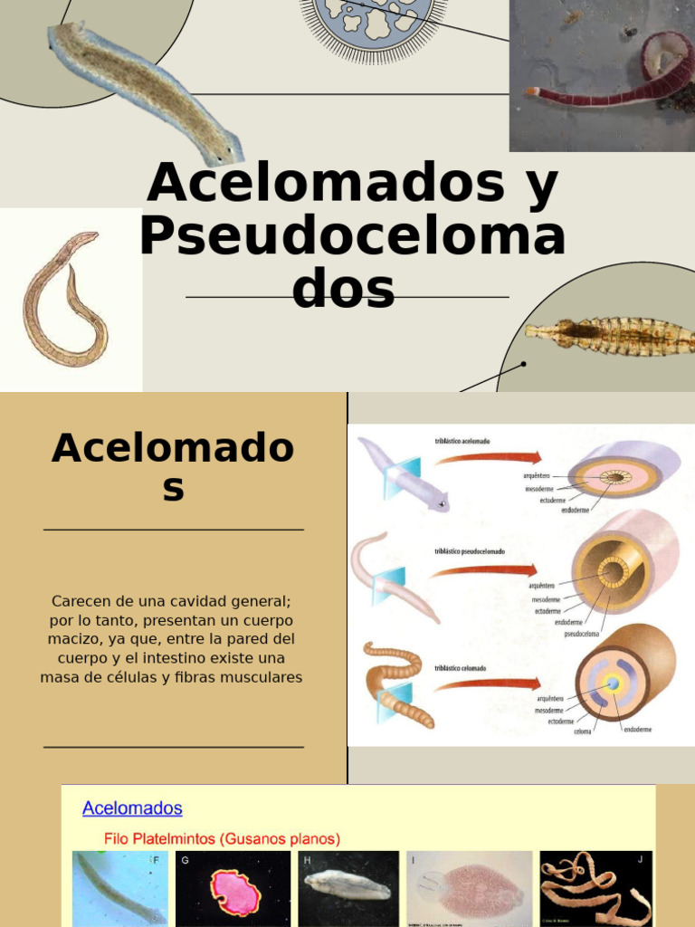 Celomados | PDF | Moluscos | Zoología