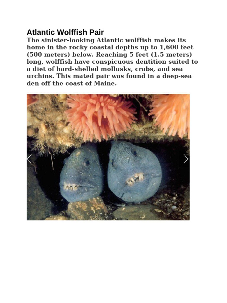 Atlantic Wolffish Pair | PDF