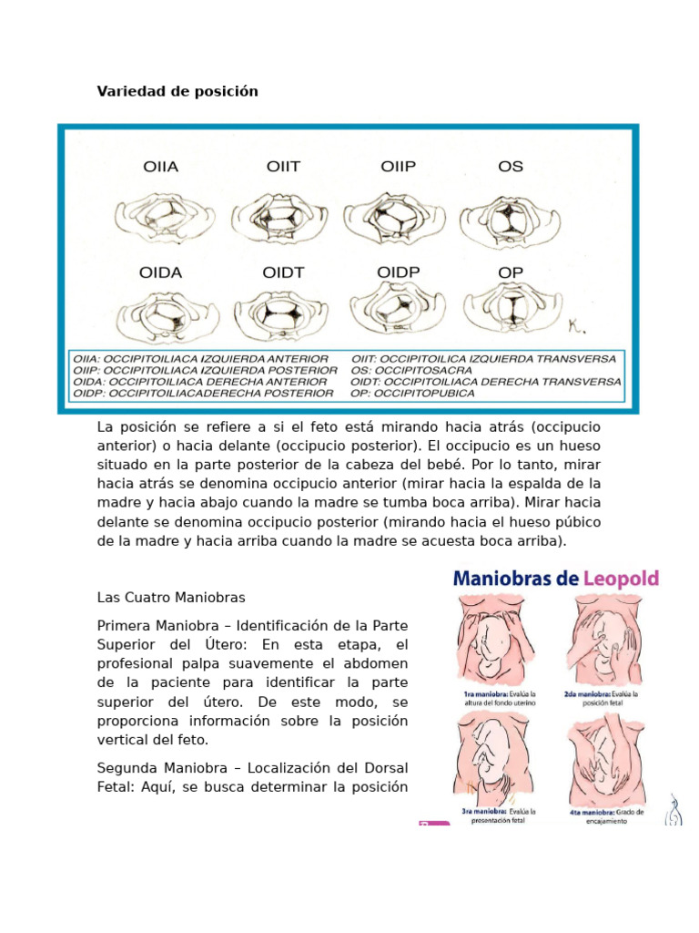 Variedad de Posición | PDF | Pelvis | Parto