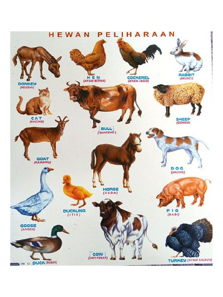 BINATANG TERNAK | PDF