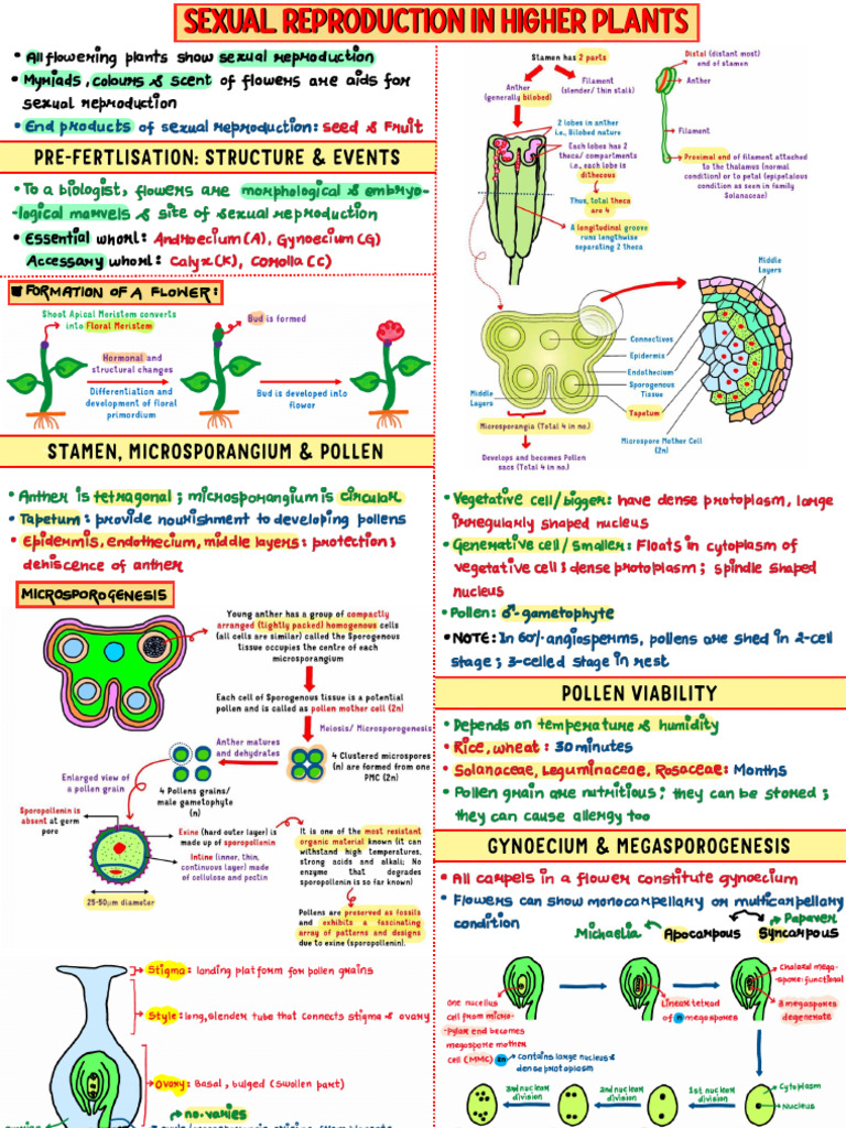 Sexual Reproduction in Higher Plants | PDF
