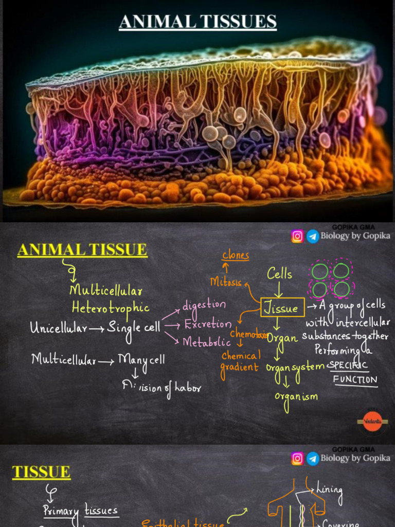 Animal Tissue one shot- GM NOTES | PDF