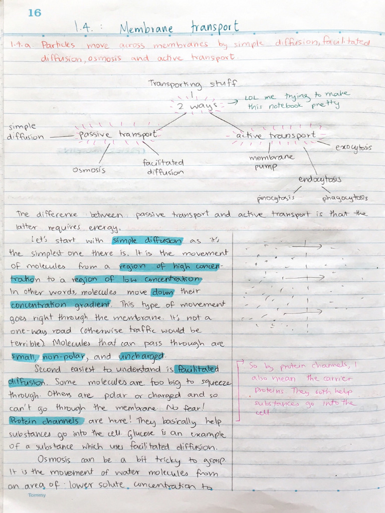 Membrane Transport Notes | PDF