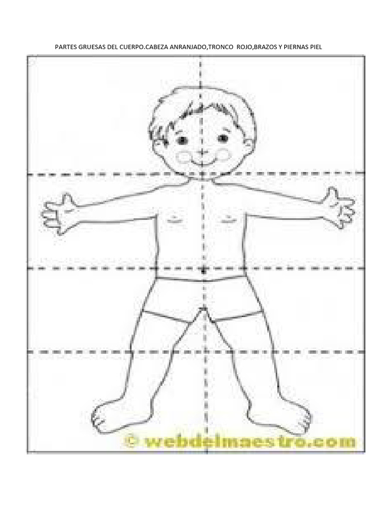 Partes Gruesas Del Cuerpo Humano Pdf