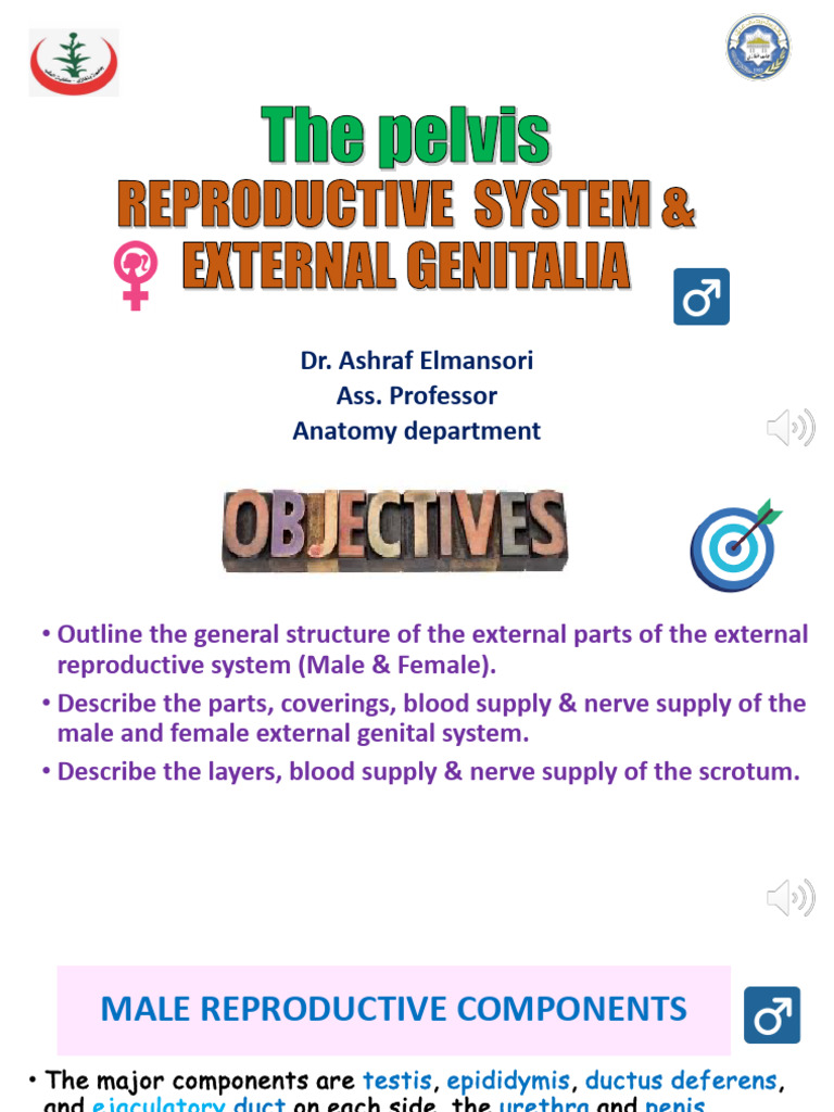 11-Reproductive Sys & External Genitalia k _edited | PDF | Clitoris | Labia