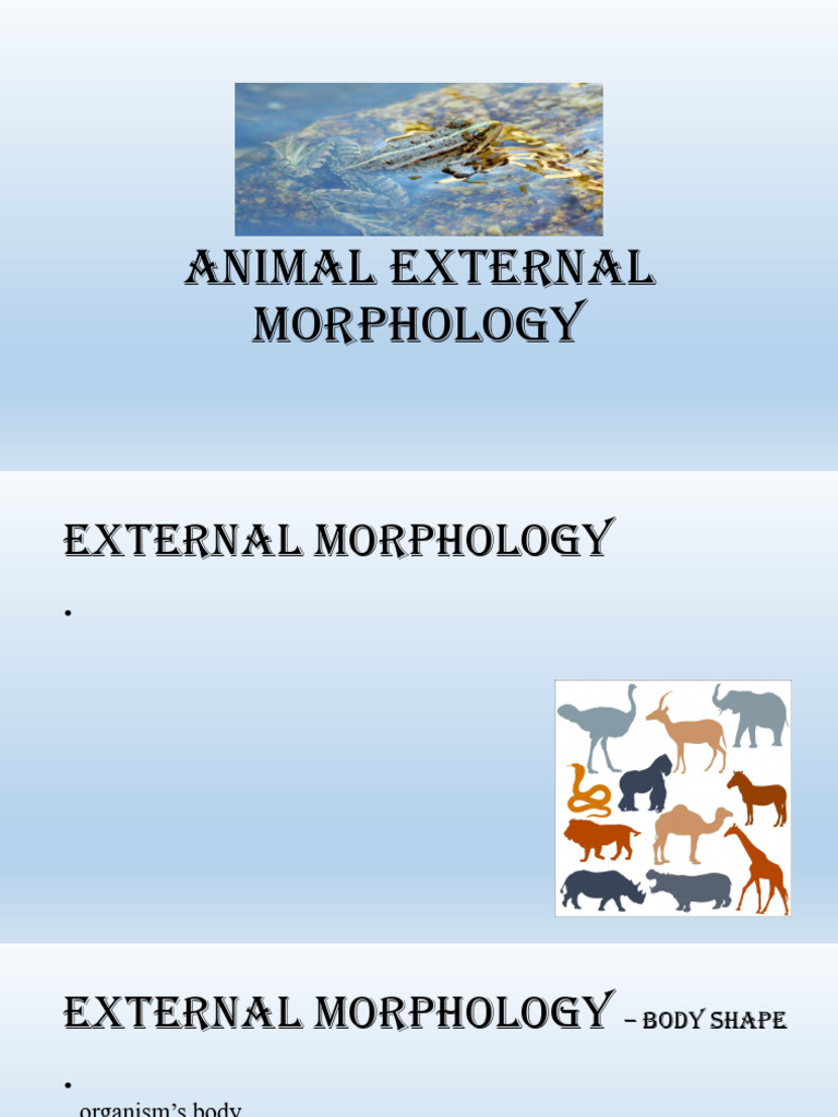 Animal External Morphology | PDF | Animal Locomotion | Skin