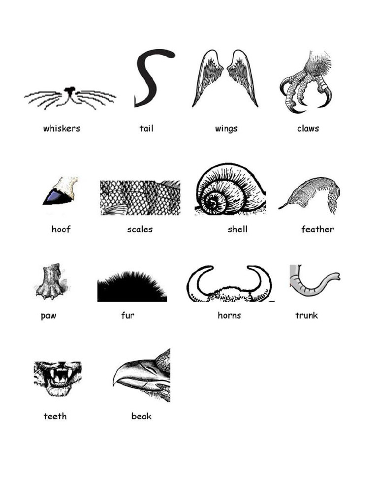 Animal Body Parts | PDF