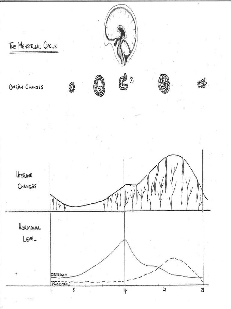 Menstrual Cycle Blank | PDF