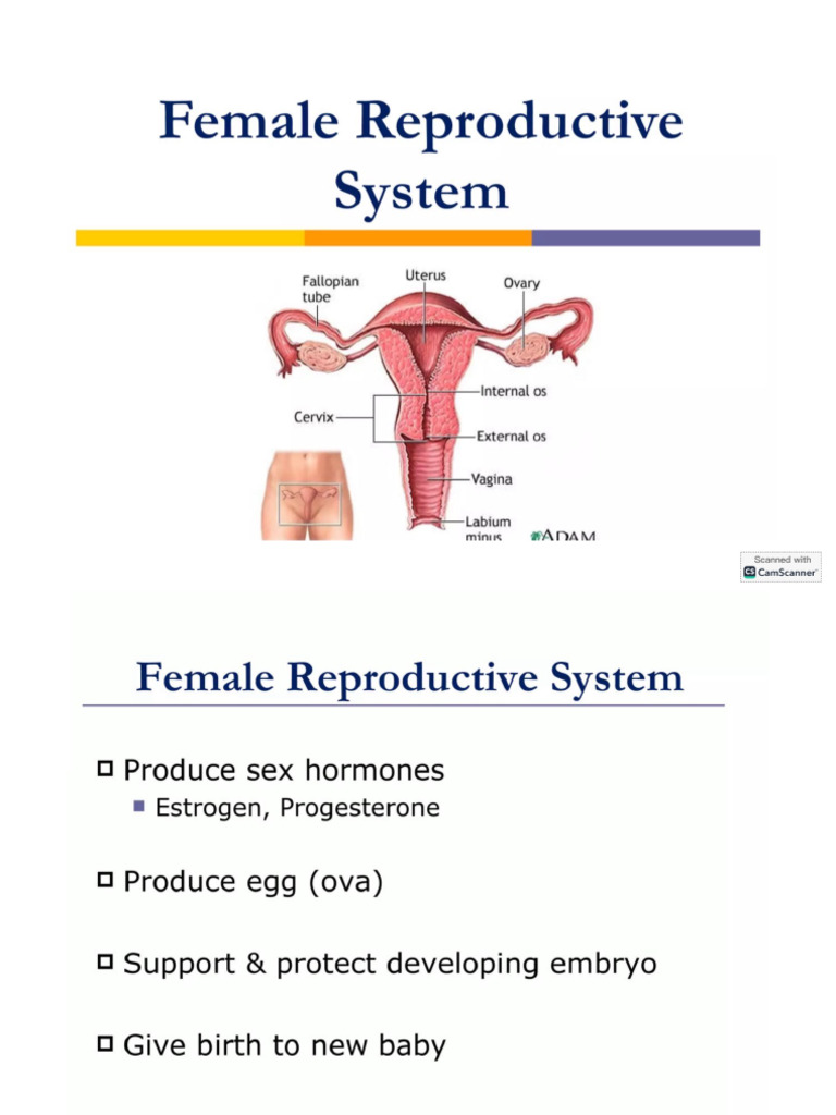 Topic#1 Anatomy of Female Reproductive S | PDF