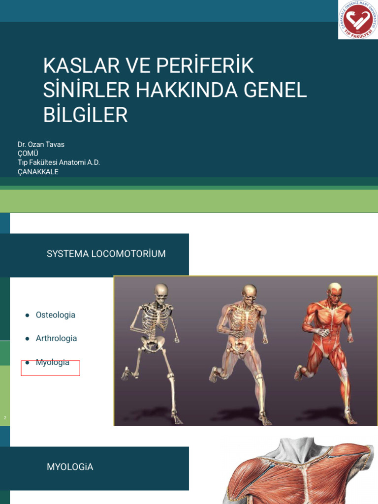 Kaslar Ve Periferik Sinirler Genel Dr. Ozan Tavas 15.04.2023 | PDF
