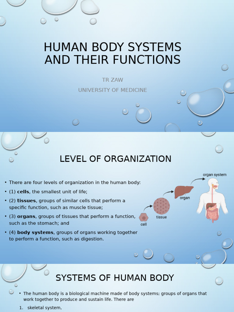 Human Body Systems | PDF | Human Body | Circulatory System