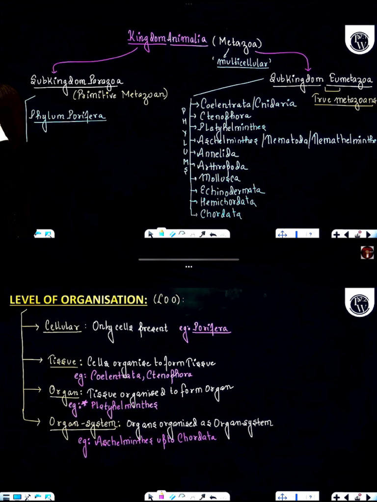 Animal Kingdom Notes Part 1 | PDF | Biology | Physiology