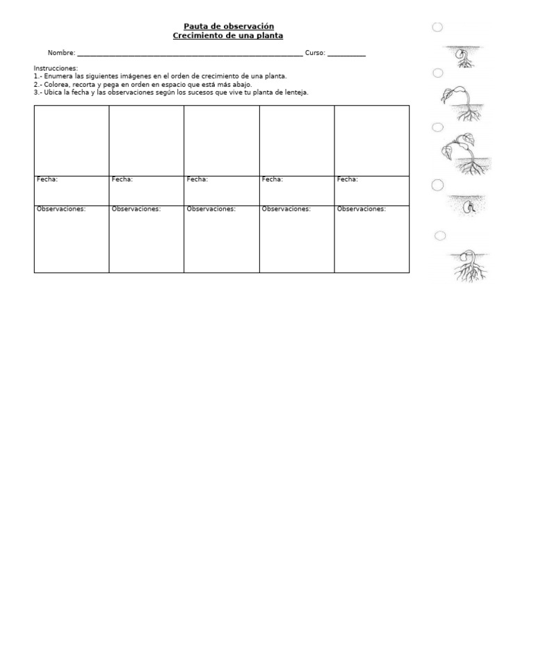 observacion planta | PDF