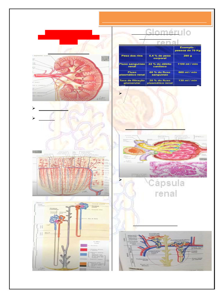 NEFROLOGIA | PDF | Hipertensão | Sistema urinário