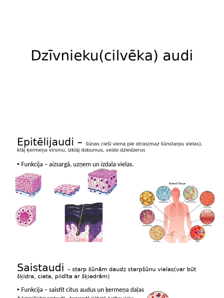 7 - KL - Dzīvnieku (Cilvēka) Audi | PDF