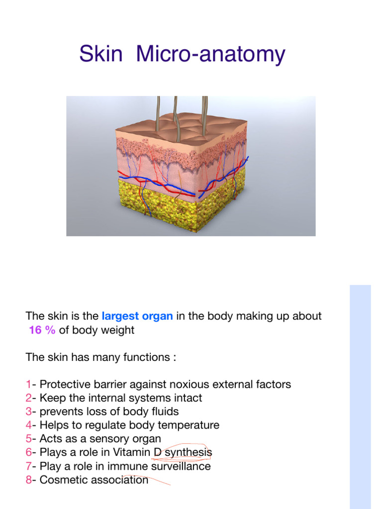 1 Skin Micro Anatomy | PDF | Epidermis | Skin