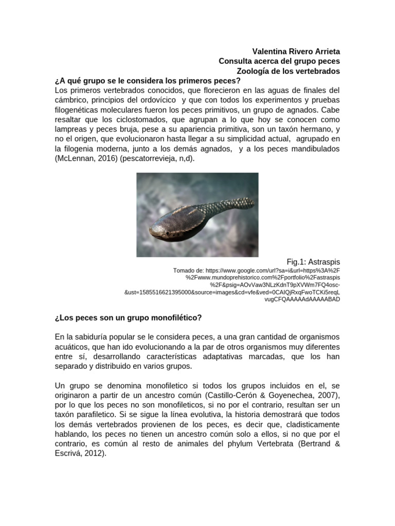 Peces | PDF | Pescado | Vertebrados