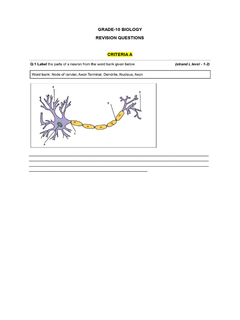 Grade 10 Biology Revision Questions | PDF | Bleeding | Dominance (Genetics)