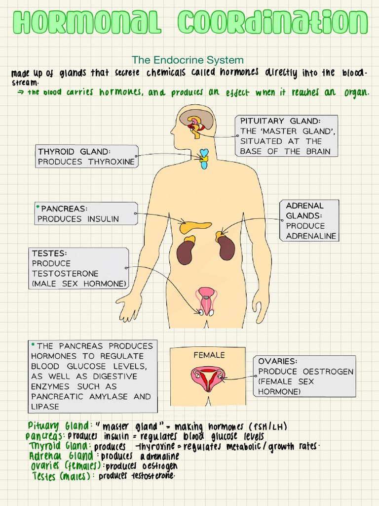 Hormonal Coordination b11 | PDF | Insulin | Pancreas