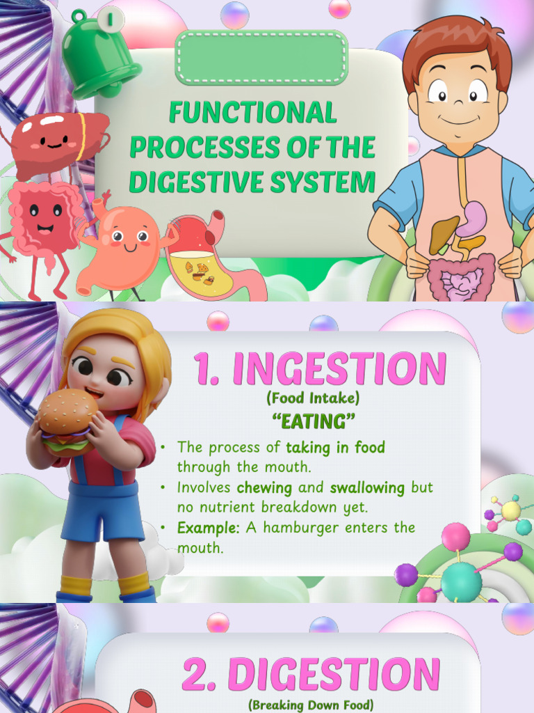 Digestive System Functional Processes | PDF