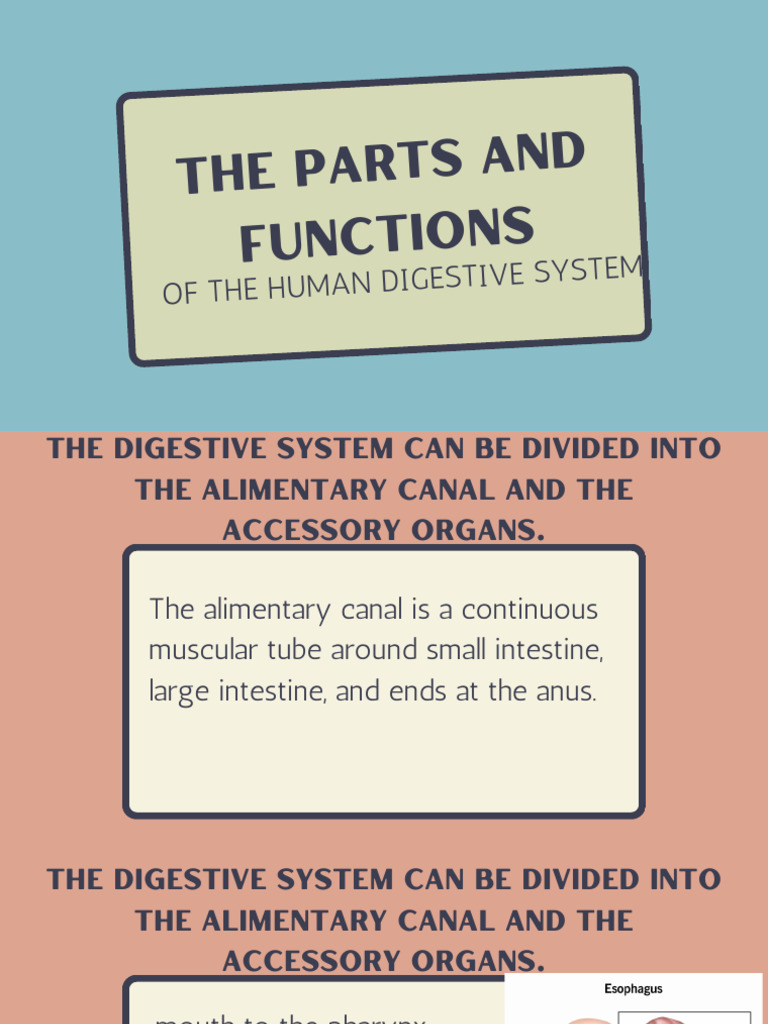 Functions and Parts of Digestive System | PDF | Human Digestive System ...