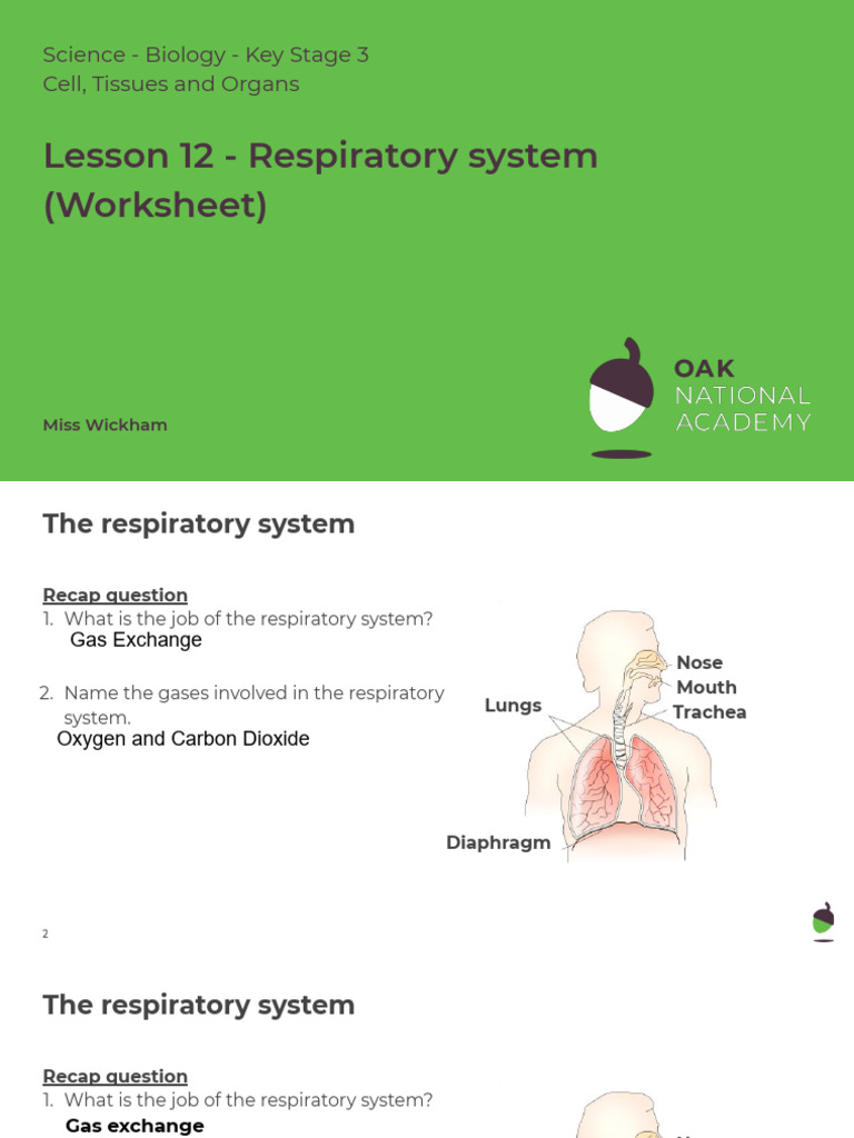 Key Stage 3: Respiratory System Overview | PDF | Respiratory System | Lung