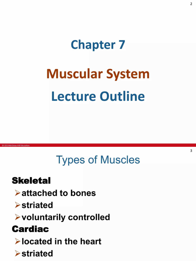 Ch7 Muscular p1 | PDF